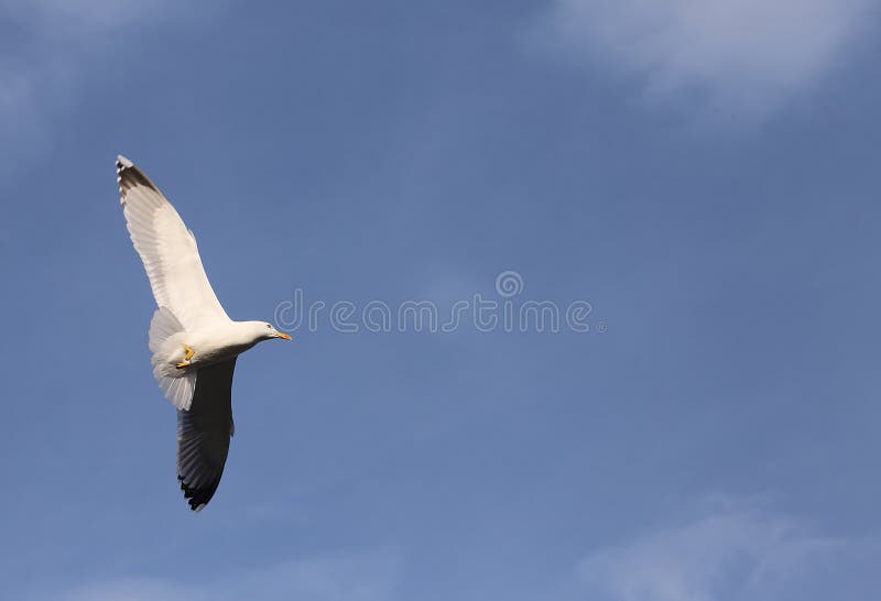 Evolution of the Flight of a Seagull Stock Photo - Image of bird ...