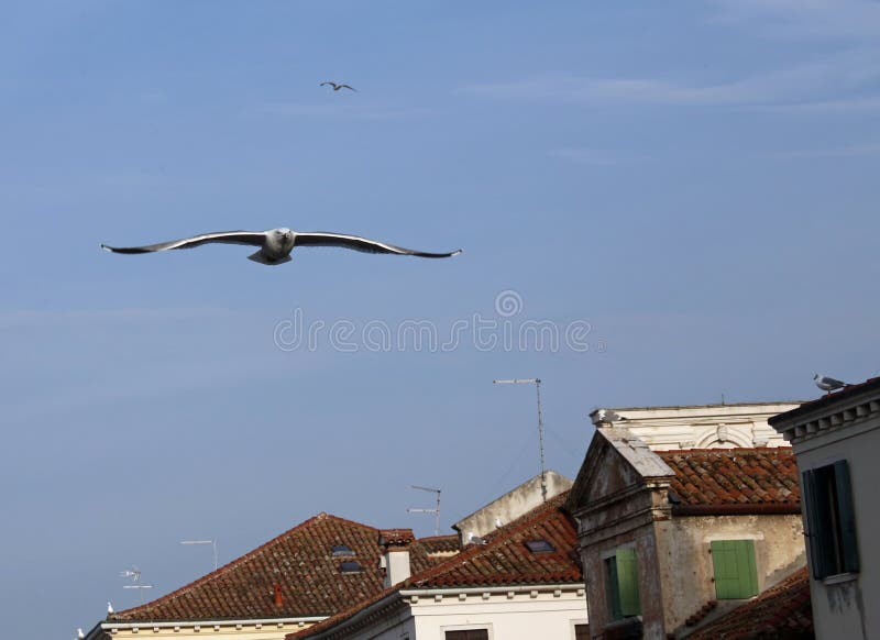 Evolution of the Flight of a Seagull Stock Photo - Image of ring, pens ...