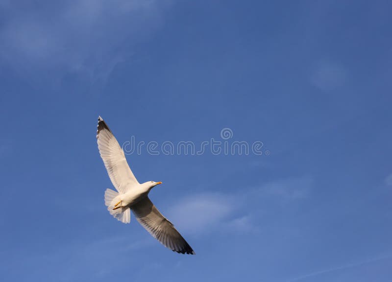 Evolution of the Flight of a Seagull Stock Photo - Image of ring, pens ...