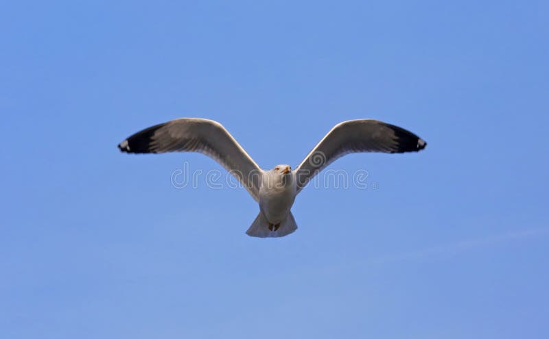 Evolution of the Flight of a Seagull Stock Photo - Image of ring, pens ...