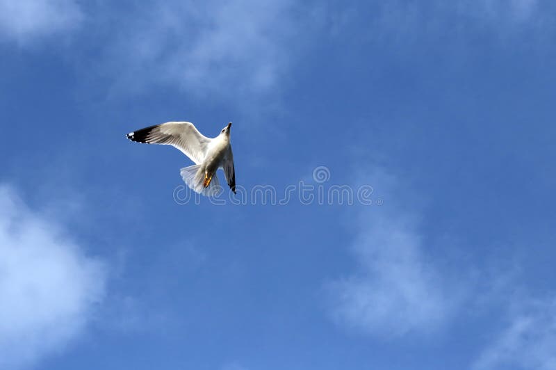 Evolution of the Flight of a Seagull Stock Image - Image of venezia ...