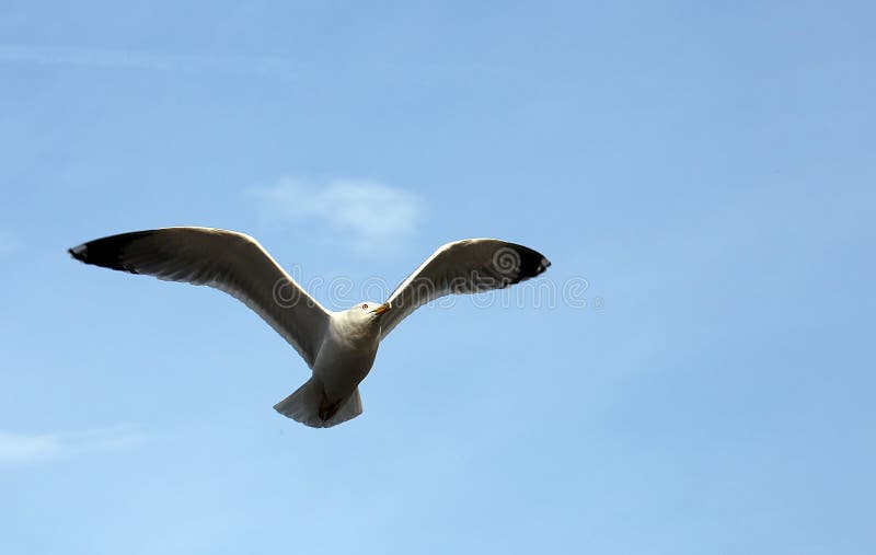 Evolution of the Flight of a Seagull Stock Photo - Image of ring, pens ...
