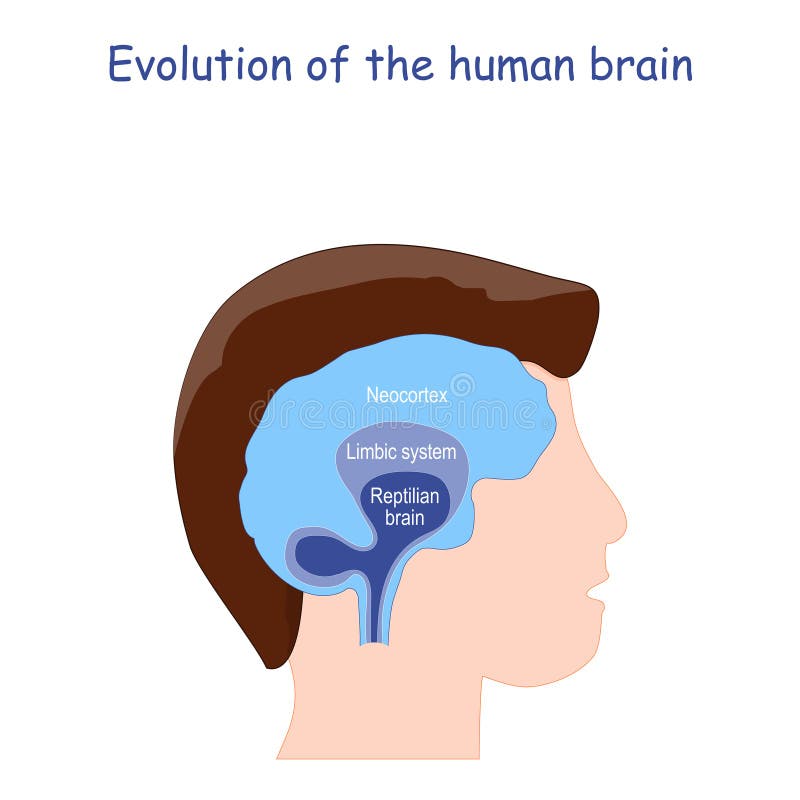 Evolution of the Human Brain. from Reptilian Brain To Limbic System and ...