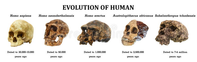Evolution of Human Skull Sahelanthropus Tchadensis . Australopithecus ... Evolution of Human Skull Sahelanthropus Tchadensis . Australopithecus ...