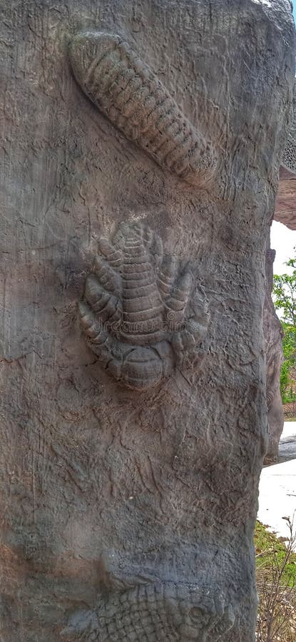 Evolution of life in rocks stock image. Image of wood - 247316765