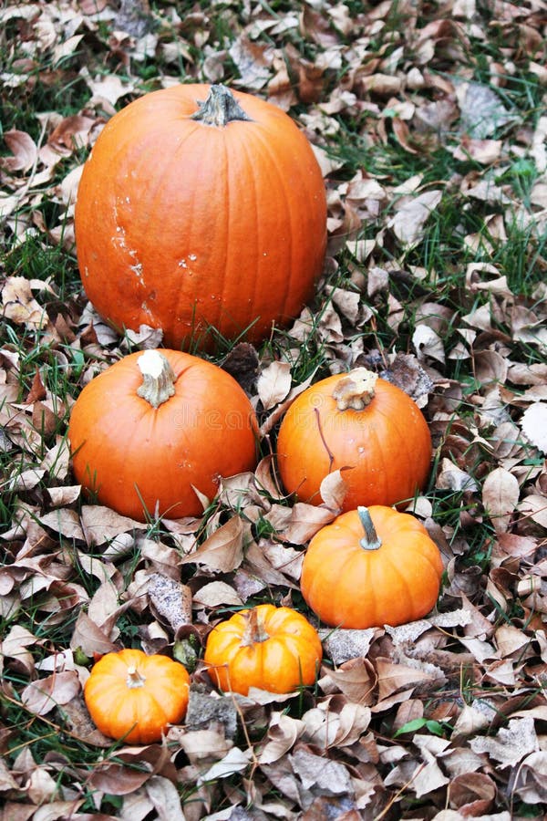 Evolution of a pumpkin stock photo. Image of pumpkin - 79648954