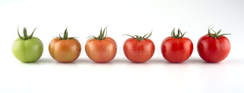 Tomato Growth Evolution Progress Set Isolated on White Background Stock ...