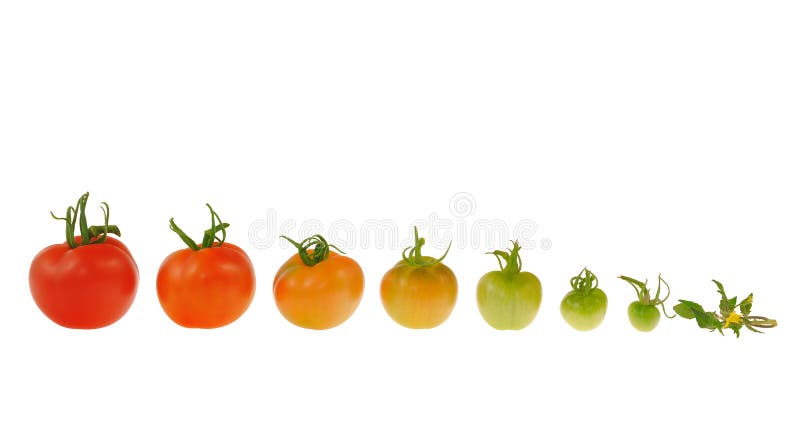 Willful tomato stock image. Image of commitment, isolated - 1764633 Willful tomato stock image. Image of commitment, isolated - 1764633