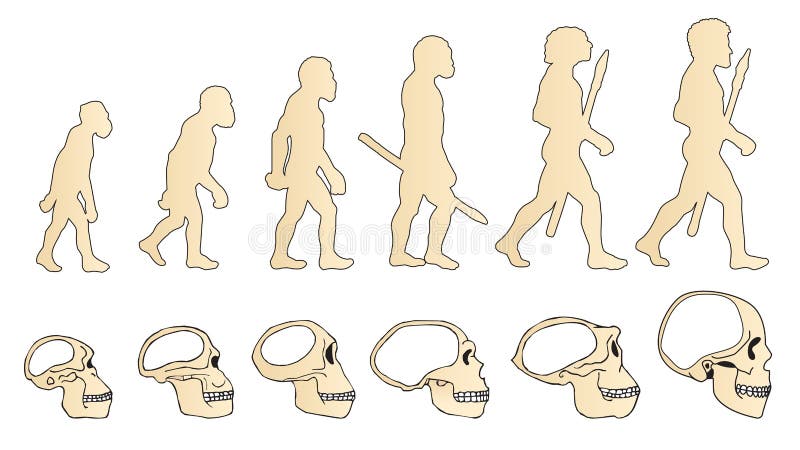 Evolution of the Skull. Human Skull. Australopithecus. Erectus ...