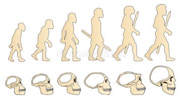Evolution of the Skull. Human Skull. Australopithecus. Erectus ...