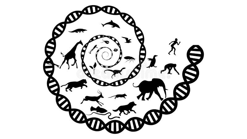 Evolution of Species Illustration Stock Vector - Illustration of human ...