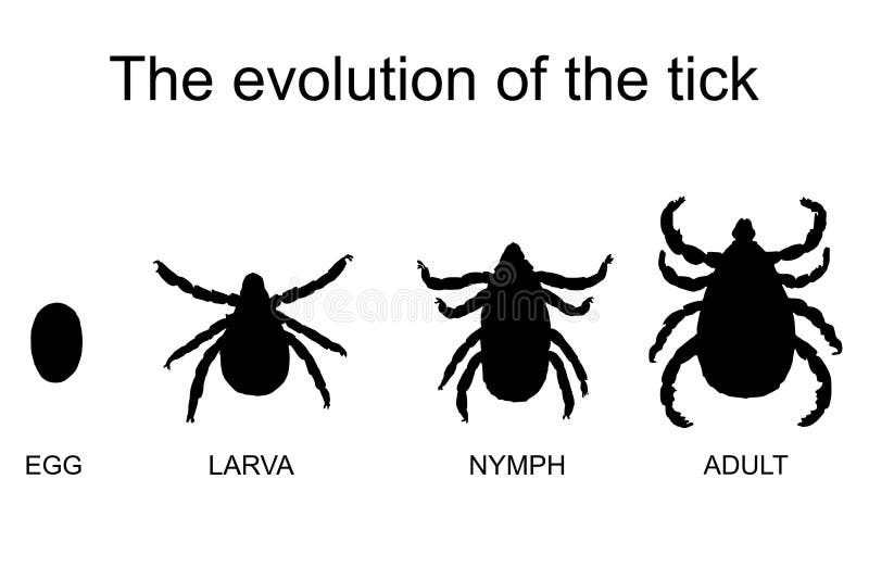 The Evolution of the Tick. Tick Life History Stock Vector ...