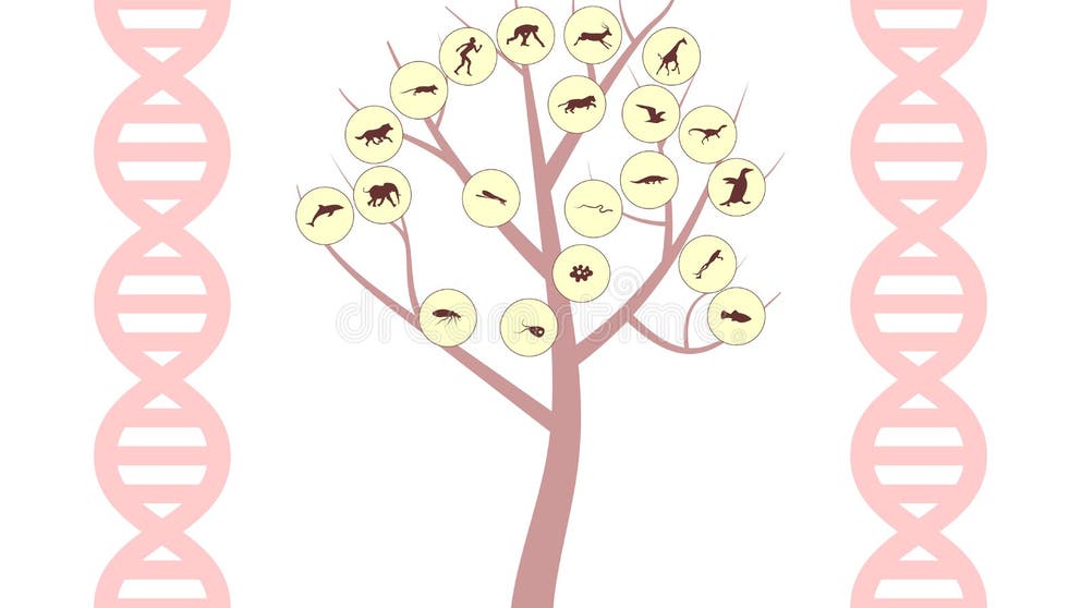 Evolution Tree Stock Illustrations – 9,769 Evolution Tree Stock ...