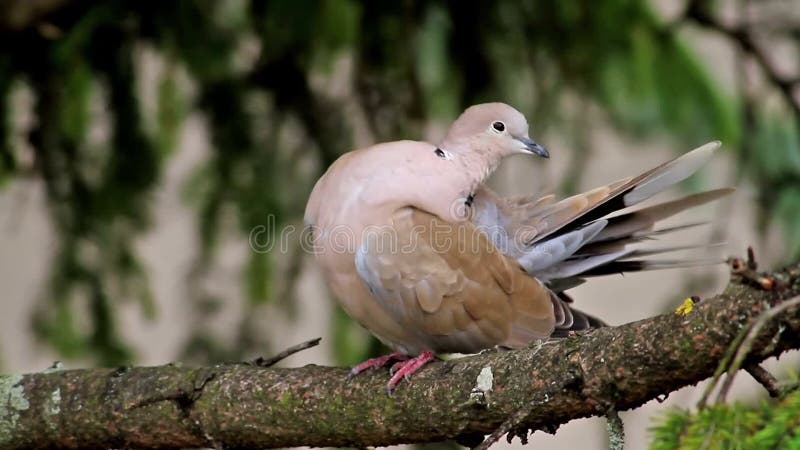 The Evolutionary Path of Bird Flight Stock Footage - Video of evolution ...