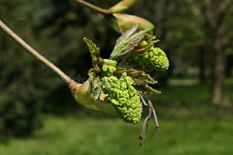 Evolving Spring Buds and Young Leaves on Silver Maple Tree, Also Called ...