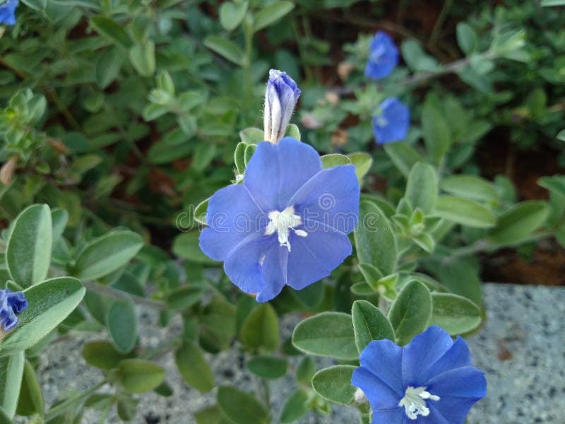 Evolvulus Alsinoides in the Morning Stock Image - Image of dwarf ...