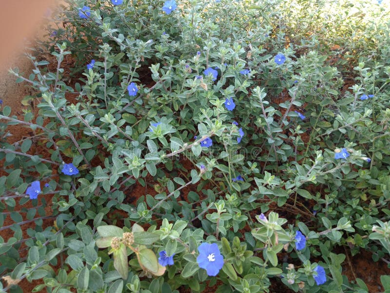 Evolvulus Alsinoides in the Morning Stock Image - Image of garden ...