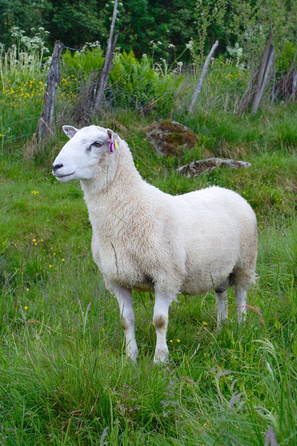 Ewe stock photo. Image of looking, tree, rural, animal - 16287004