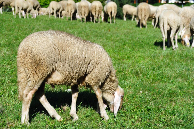 Ewe stock photo. Image of cute, natural, lamb, life, animal - 22431352