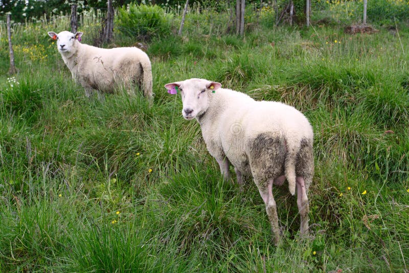 Ewe stock photo. Image of green, rural, sheep, graze - 22693080