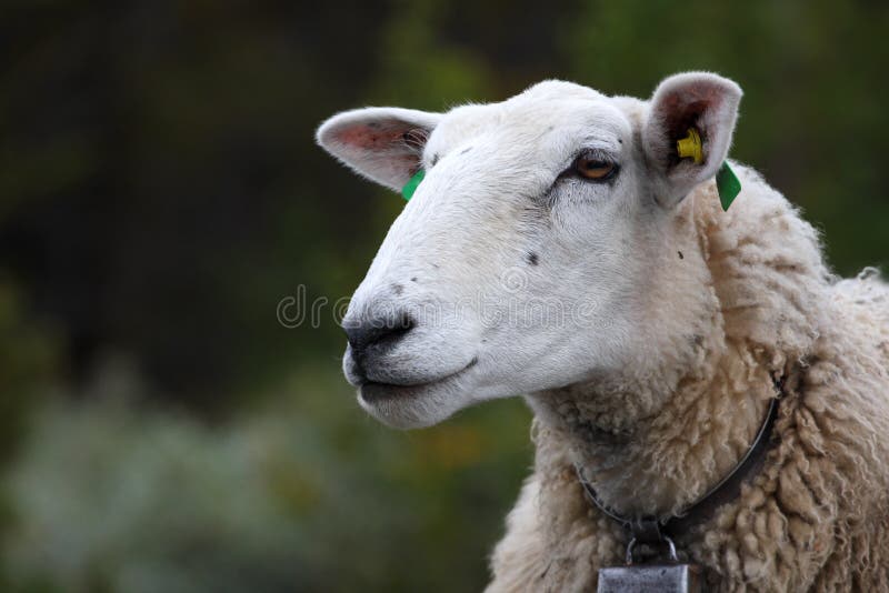 Ewe stock image. Image of closeup, agriculture, fleece - 28180973