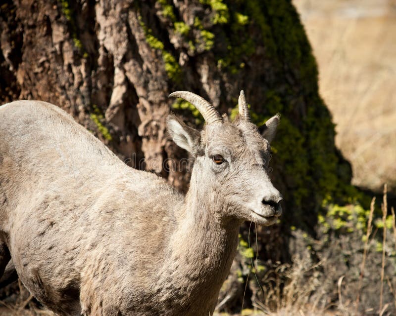 Ewe Bighorn sheep stock image. Image of horn, female - 16266037