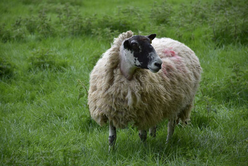 Ewe with Clipped Face in a Field Stock Photo - Image of rams, spring ...