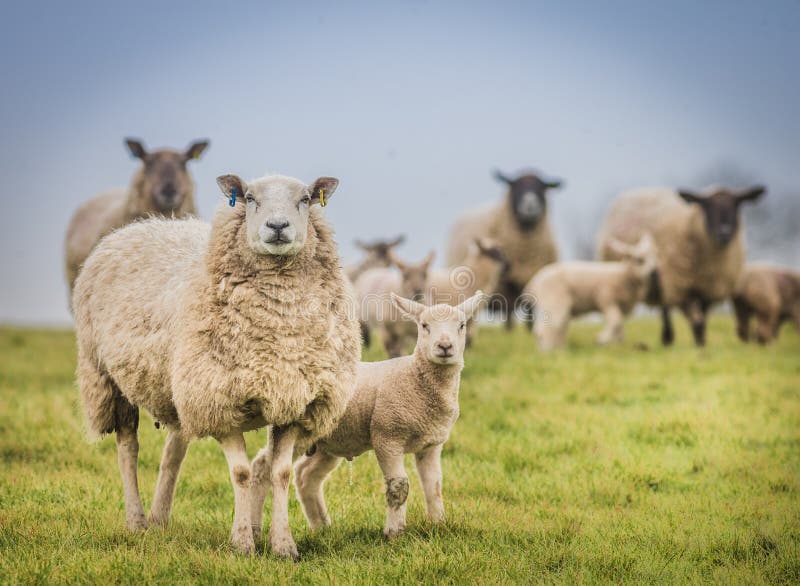 Sheep with Young Lamb in a Field Stock Photo - Image of meadow, little ...