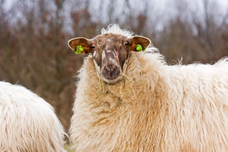 Ewe in flock of sheep stock image. Image of white, eartag - 29483839