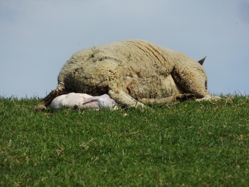 Giving birth to lamb stock photo. Image of sheep, delivery - 162403644