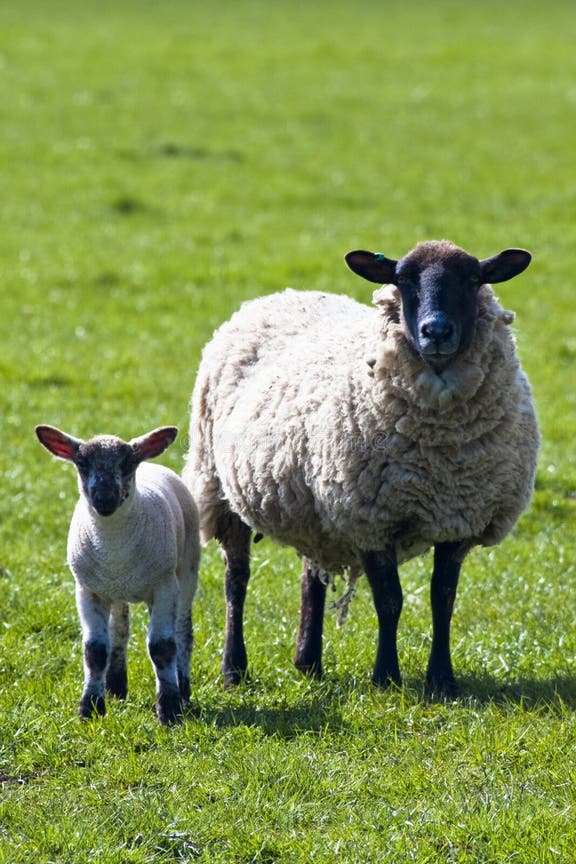 Ewe with her lamb stock image. Image of black, baby, head - 19469285