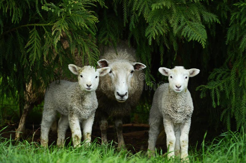 Ewe and her twin lambs stock image. Image of lamb, sheep - 67187469