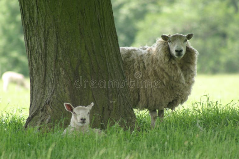 Ewe and lamb stock image. Image of tree, green, shade, timid - 14221