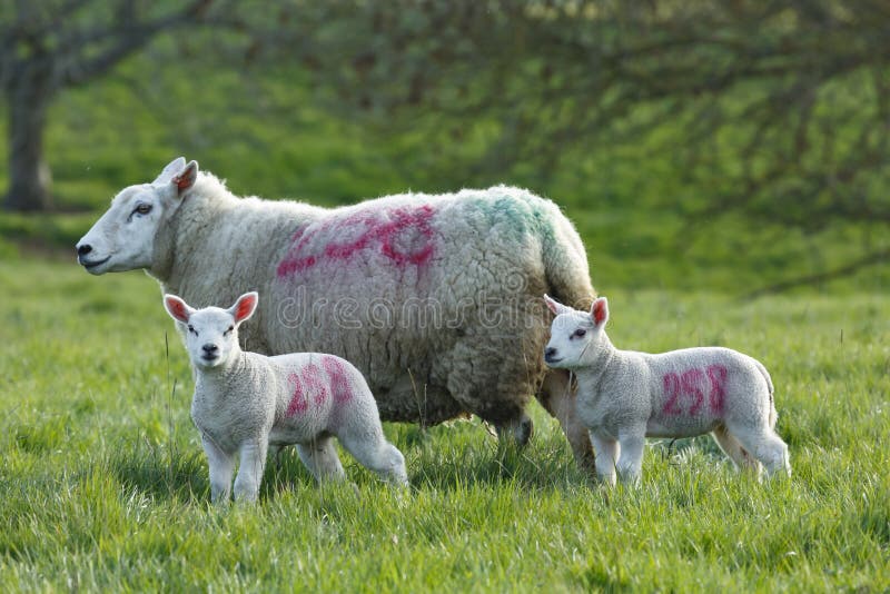 Ewe and lambs stock image. Image of counting, farms - 154802449