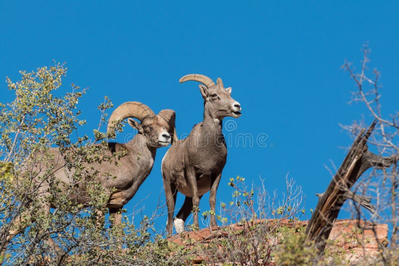 Ewe and Ram Desert Bighorn Sheep Stock Photo - Image of park, nature ...