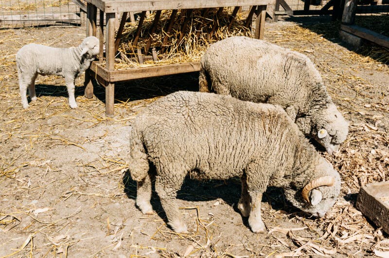 Ewe, Ram and Lamb Eating on a Farm Stock Image - Image of farm, fodder ...