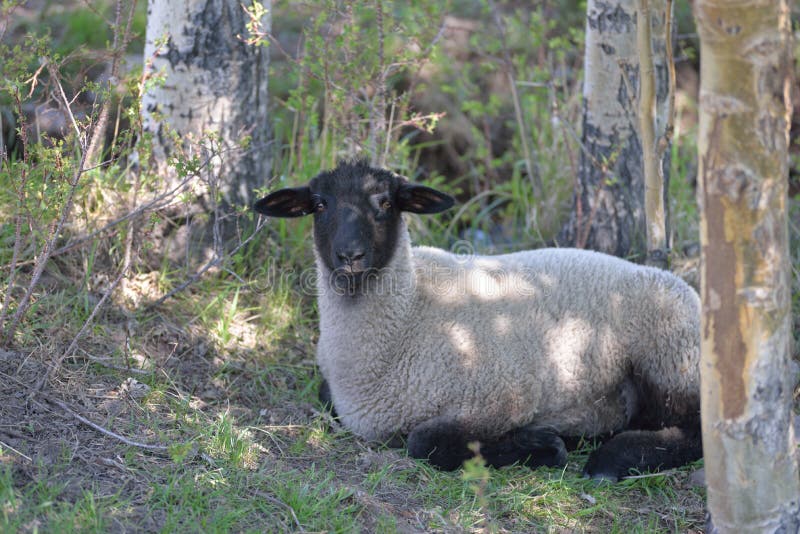 Ewe in shade of tree. stock image. Image of female, industry - 100432885