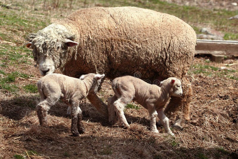 Ewe sheep with lambs stock photo. Image of grass, agriculture - 4850912