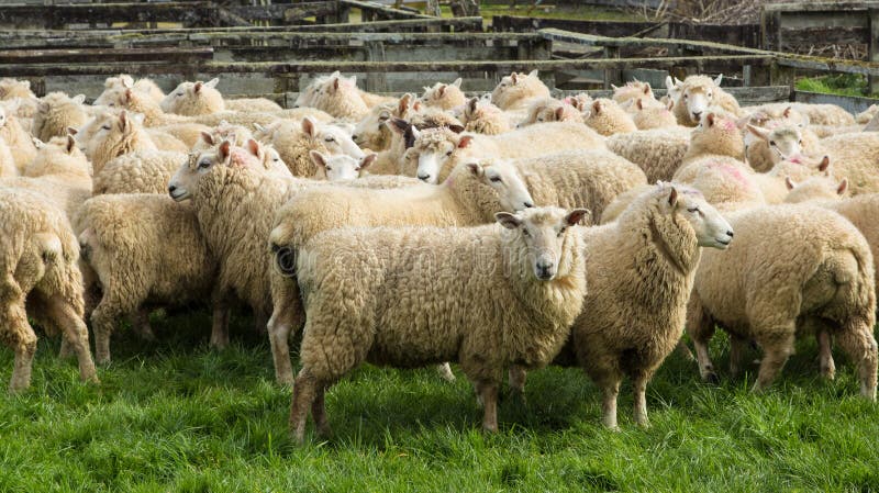 Ewe Sheeps stock image. Image of agriculture, farming - 33245491