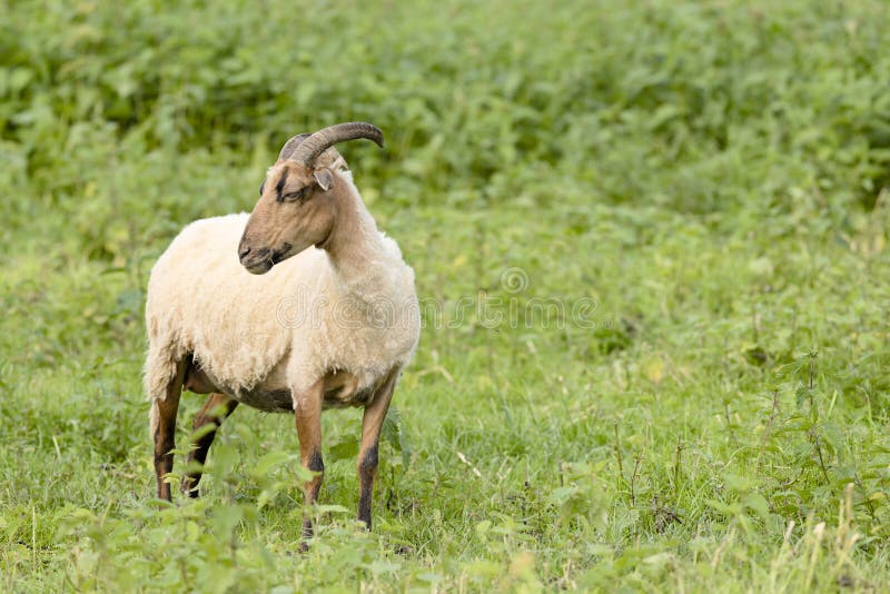 Ewe standing in the field stock image. Image of farm - 321464115