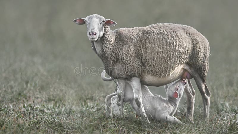 Ewe with a Suckling Lamb stock photo. Image of animals - 350018900
