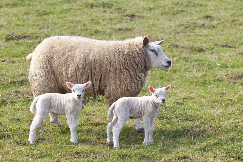 Ewe and twin lambs stock photo. Image of grass, twins - 18934968