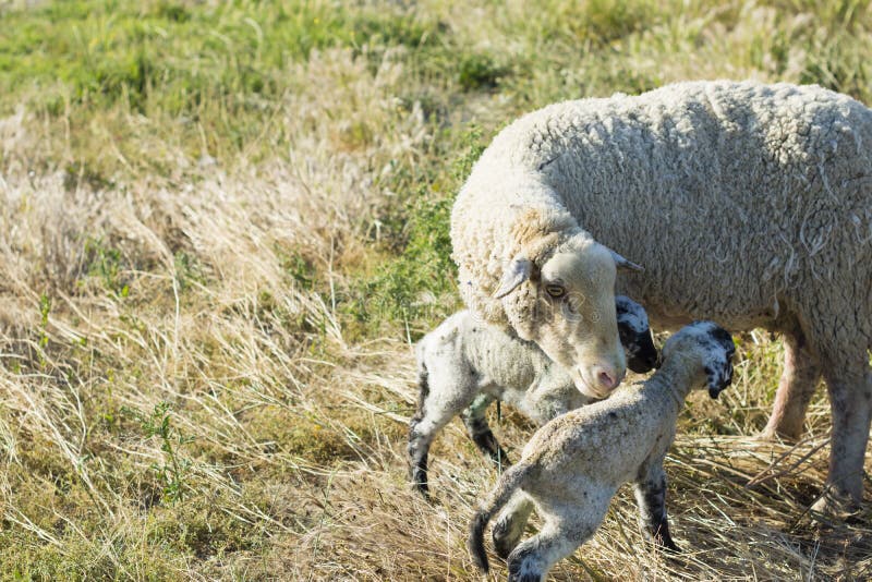 Ewe with two lambs stock photo. Image of pasture, lambs - 117549258