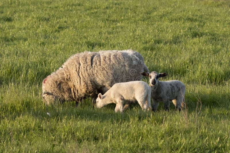Two Spring Lambs with Momma Ewe Stock Photo - Image of animals, albany ...