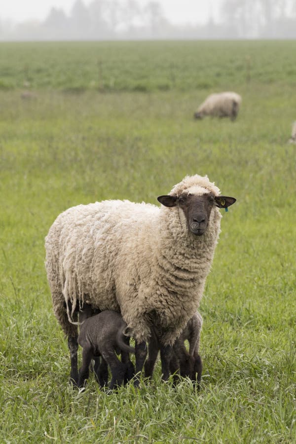 Two Spring Lambs with Momma Ewe Stock Photo - Image of animals, albany ...