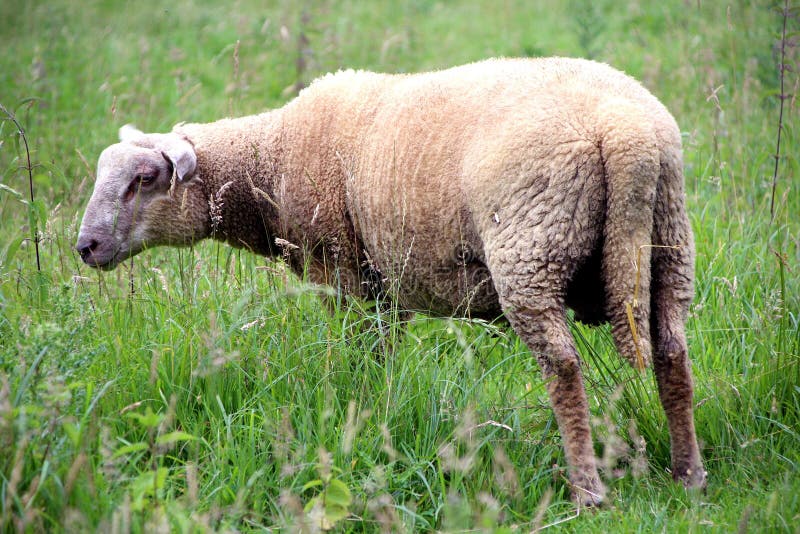 Ewes stock photo. Image of tree, almond, mediterranean - 1938746
