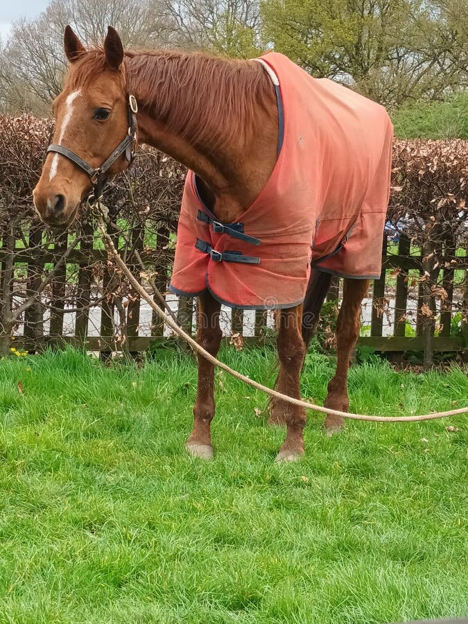 Ex race horse in coat stock photo. Image of animal, bovine - 274780206