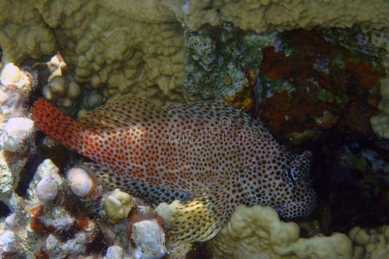 Exallias Brevis Peixe Do Mar Vermelho Foto de Stock - Imagem de ...