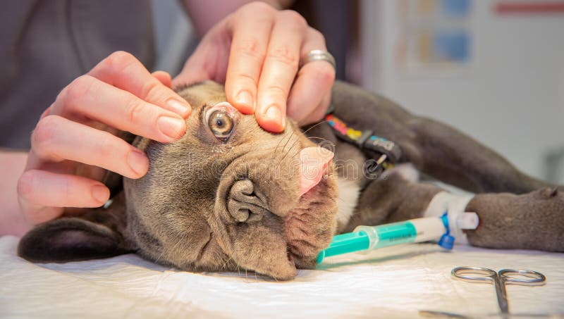 Examination of the Eye of a Dog in a Veterinary Clinic Stock Photo ...