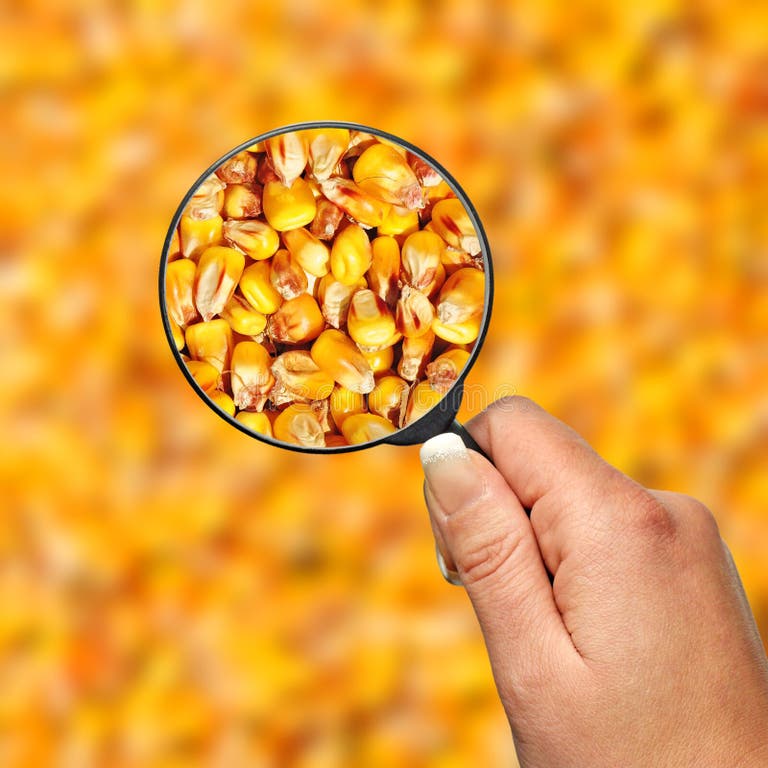 Examination Food Corn Quality Stock Image - Image of examining ...